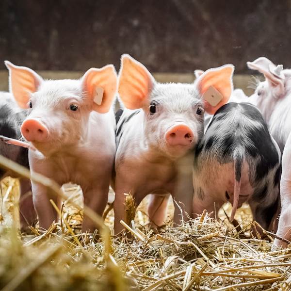 Salfarm Danmark A/S | Nutrifair 2026